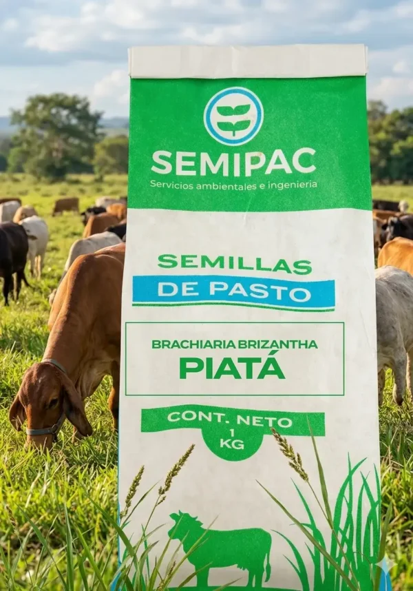 Semilla De Pasto Brachiaria Piatá Ultra Recubierta